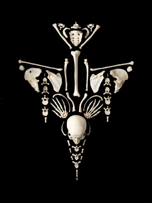 Art Made From Human Bones | Amusing Planet